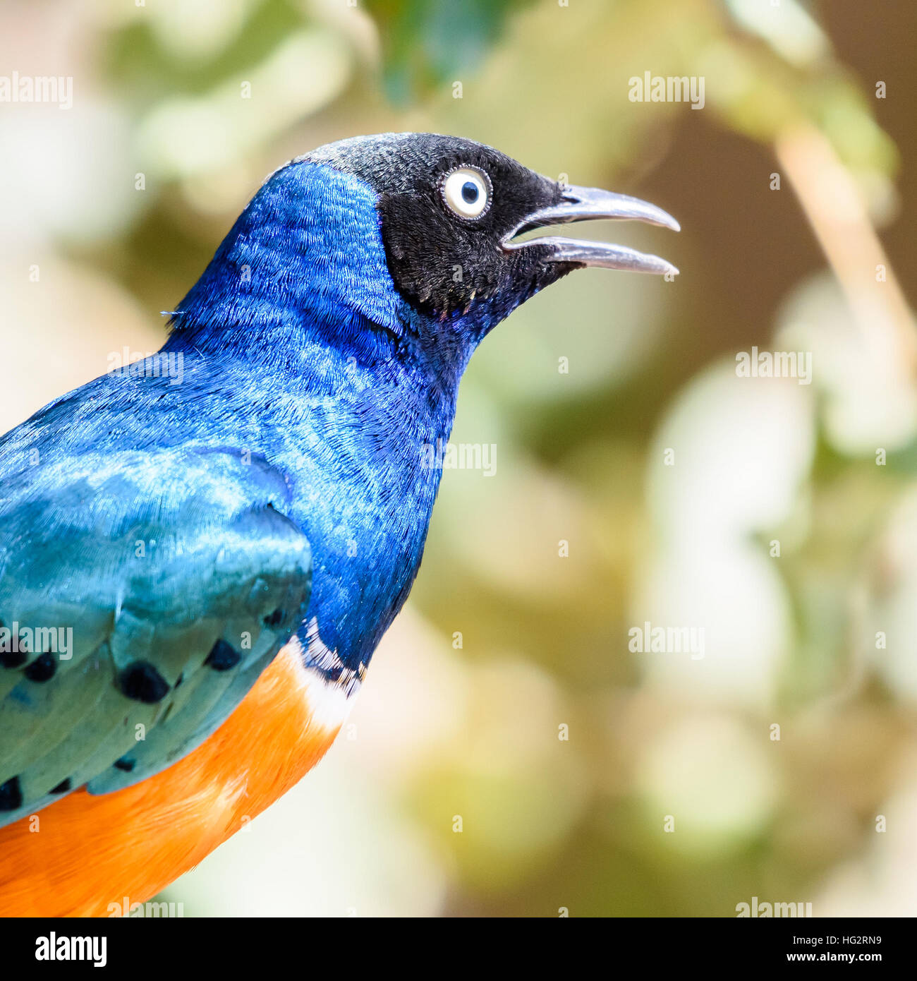 Lamprotornis iris hi-res stock photography and images - Alamy