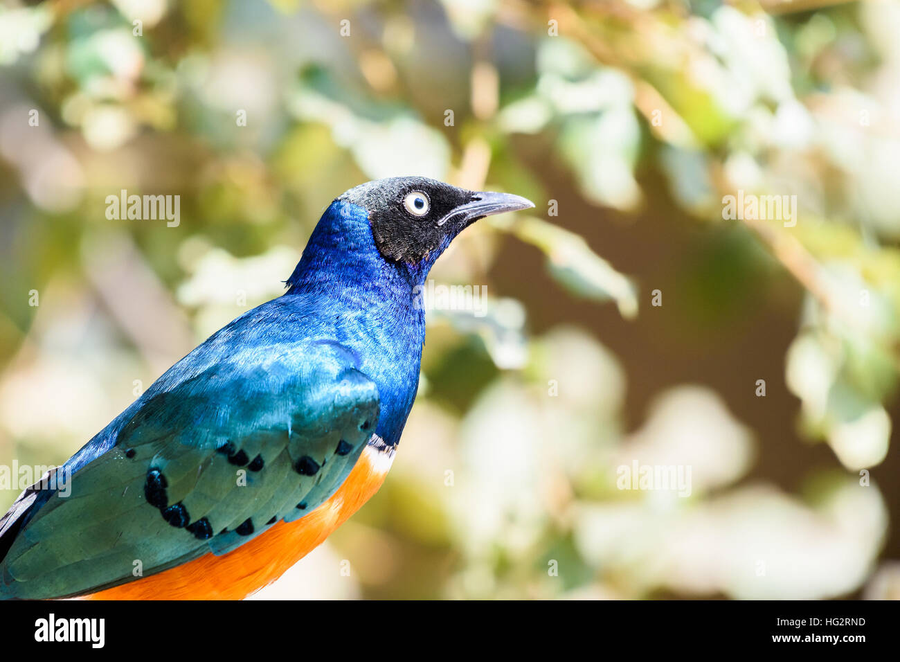 Superb Starling (Lamprotornis Superbus) Bird Stock Photo - Alamy