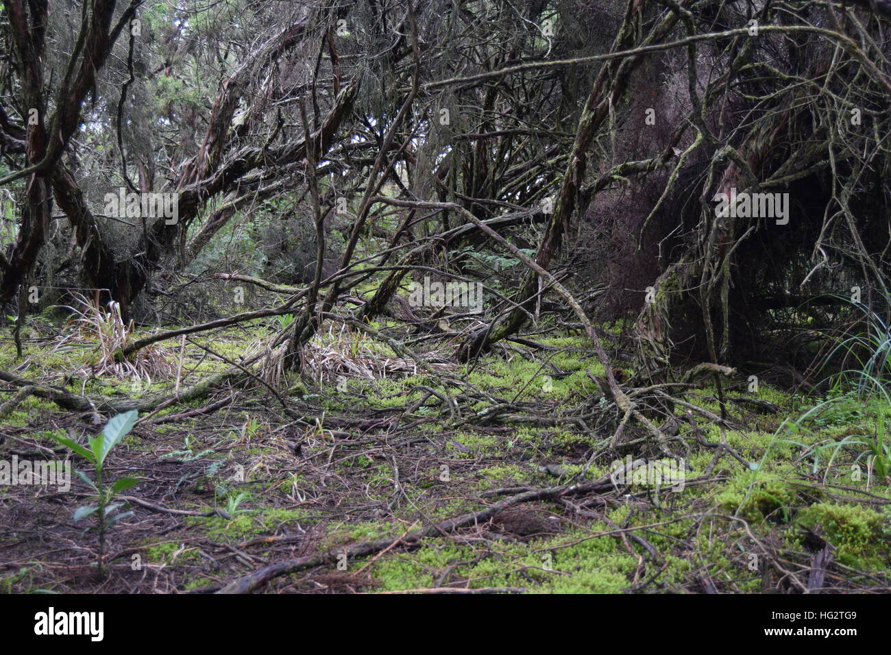 dead bushes with a scary feeling Stock Photo - Alamy