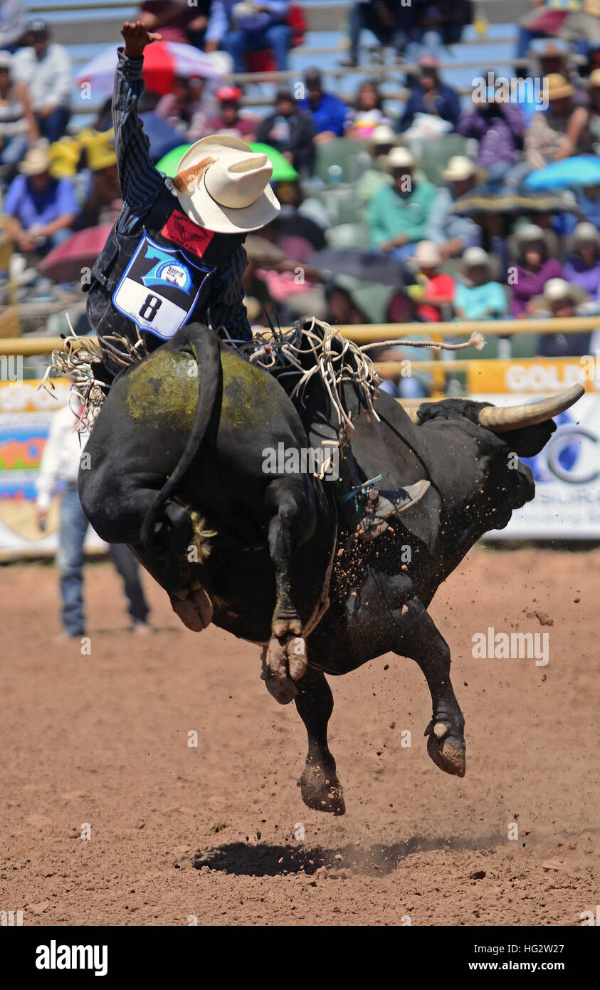 Rodeo competition during Navajo Nation Fair, a world-renowned event ...