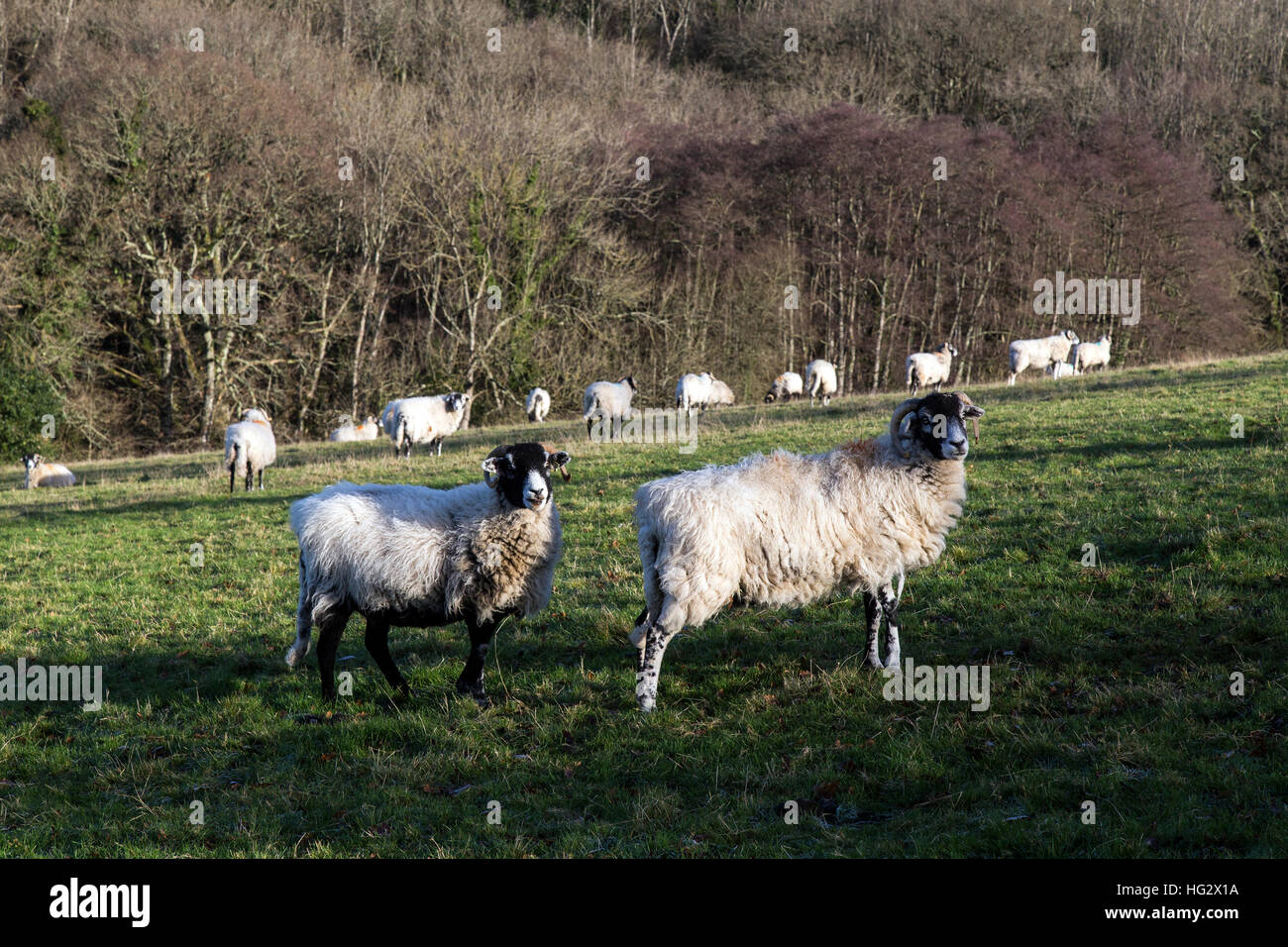 Flock of sheep in Devon pastures Stock Photo - Alamy