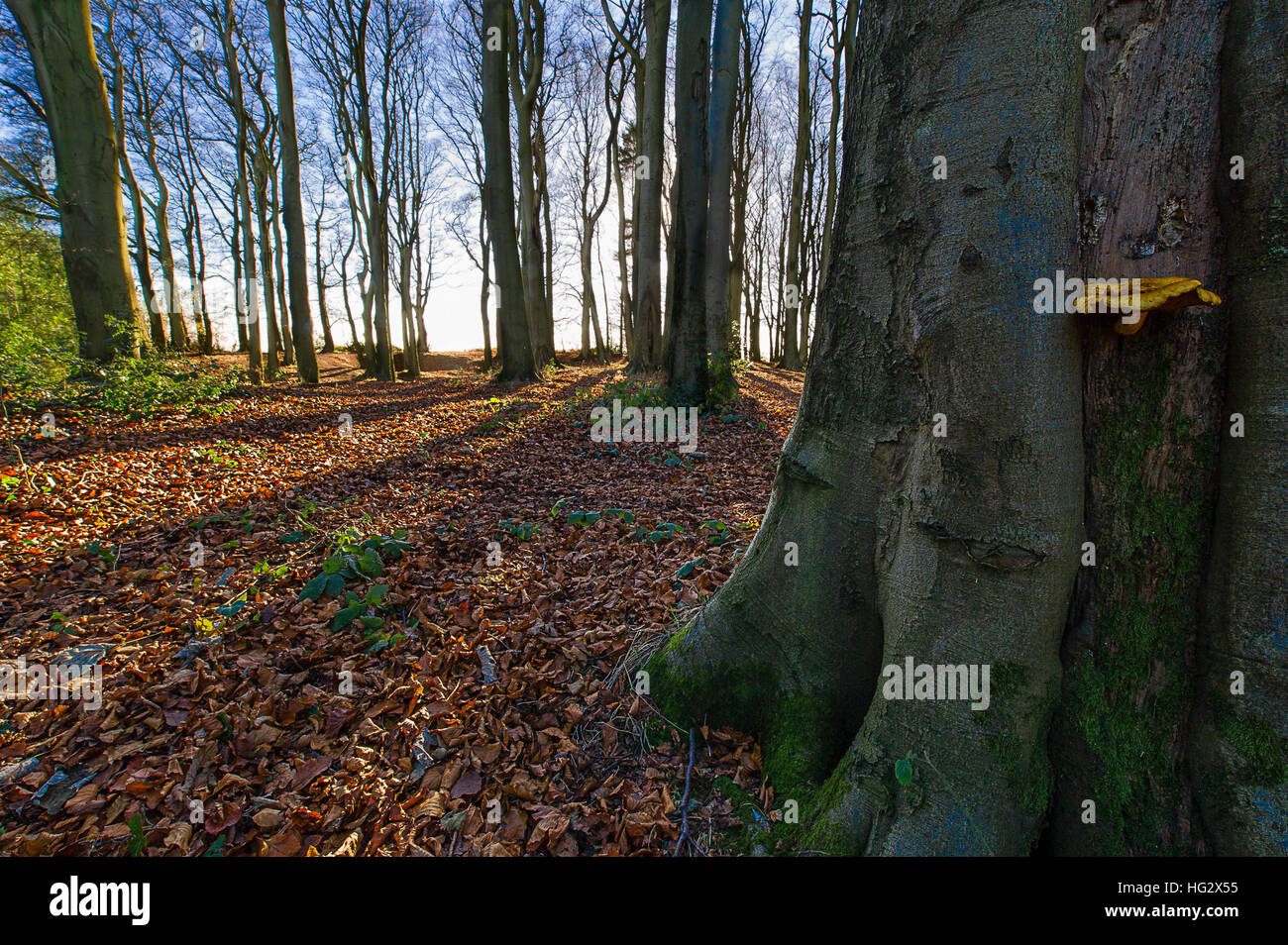 Autumn sun through beech trees lighting autumn leaves on the ground ...