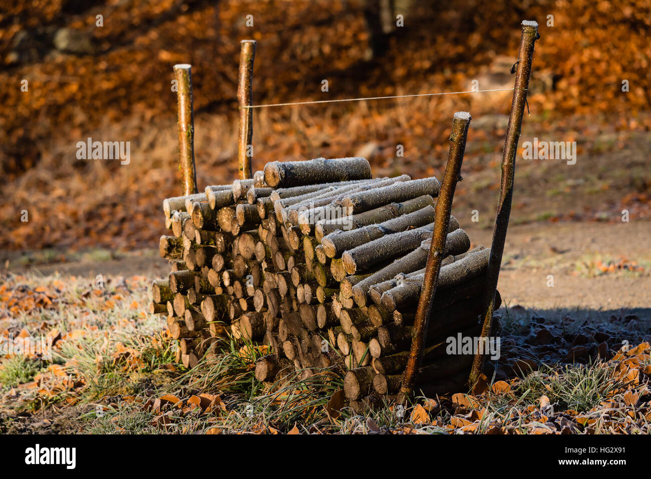 Small stack of firewood with frost beside a trail in the forest Stock ...