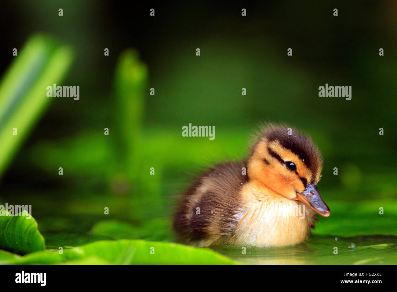 Duckling hi-res stock photography and images - Alamy