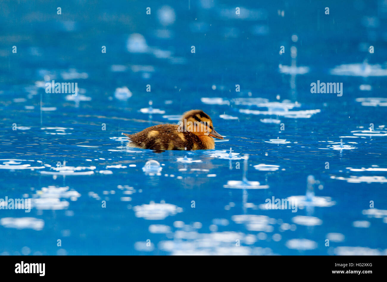 Fluffy duck chick on blue (outdoor swimming pool) water. Geting its ...