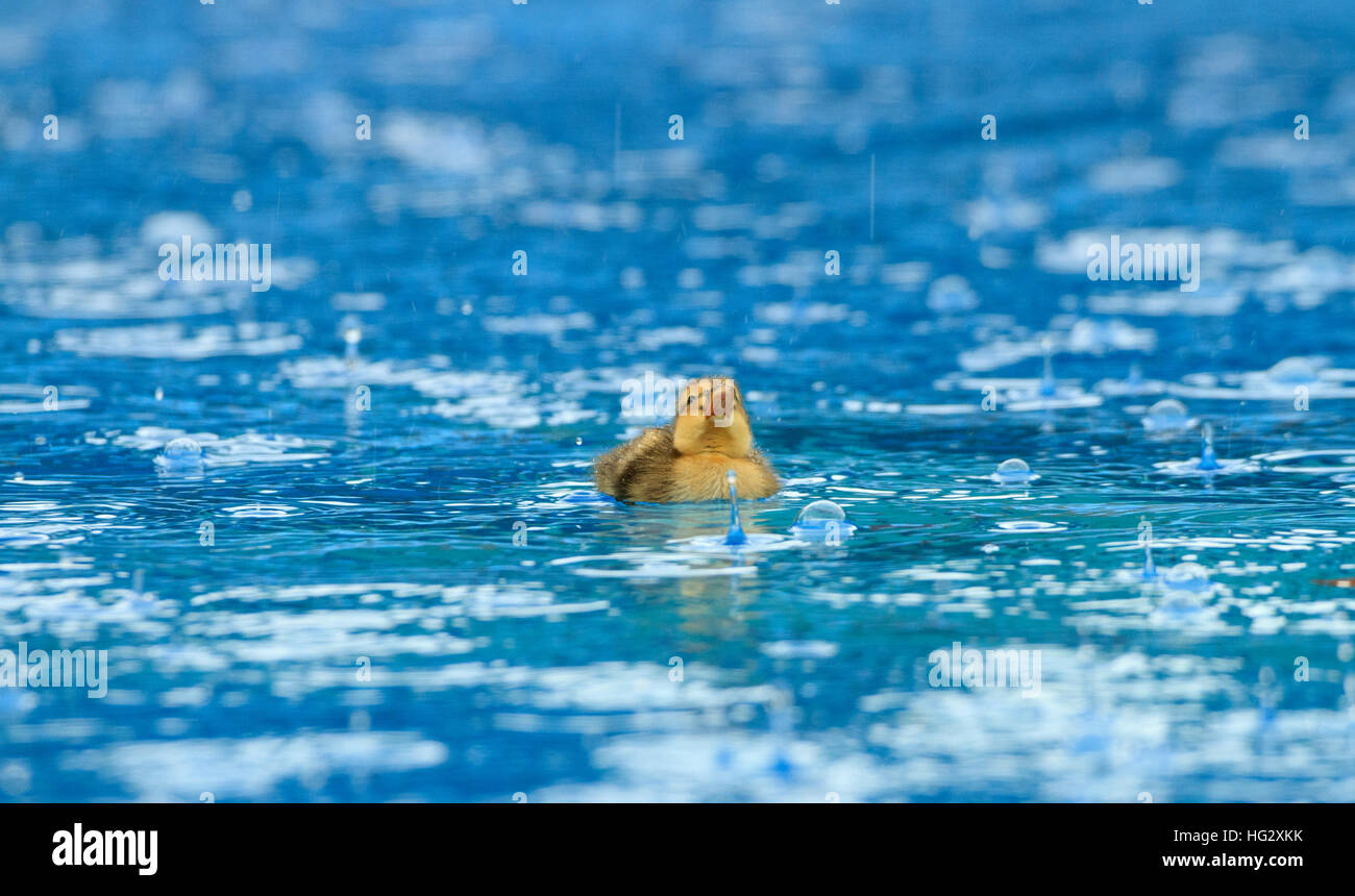 Fluffy duck chick on blue (outdoor swimming pool) water. Geting its ...