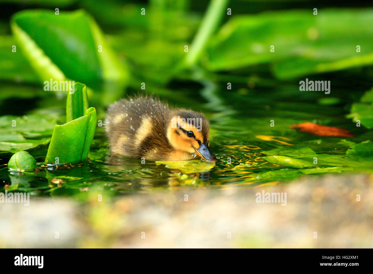 Very young fluffy and curious duckling exploring its pond environment ...