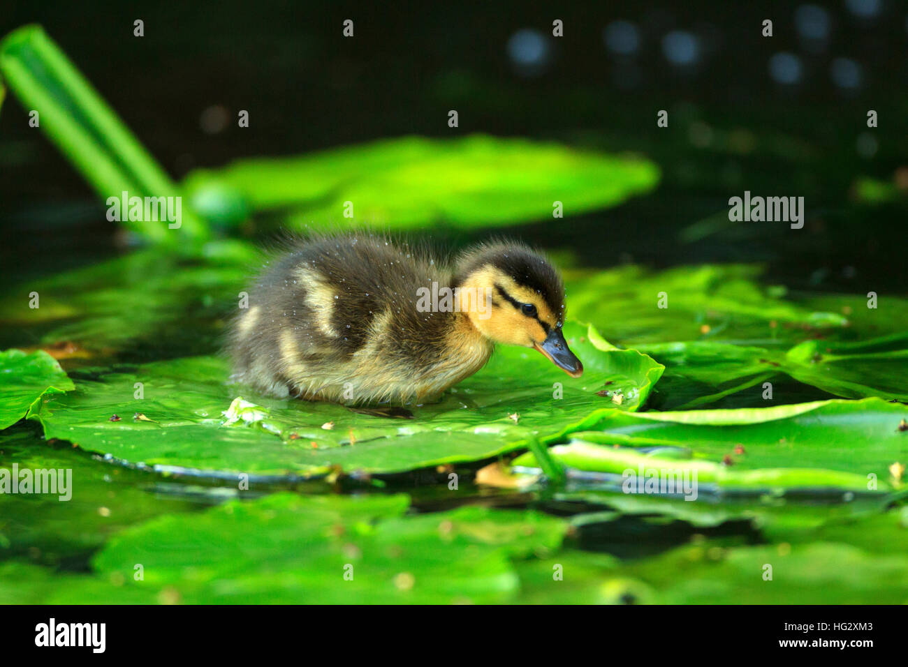 Very young fluffy and curious duckling exploring its pond environment ...