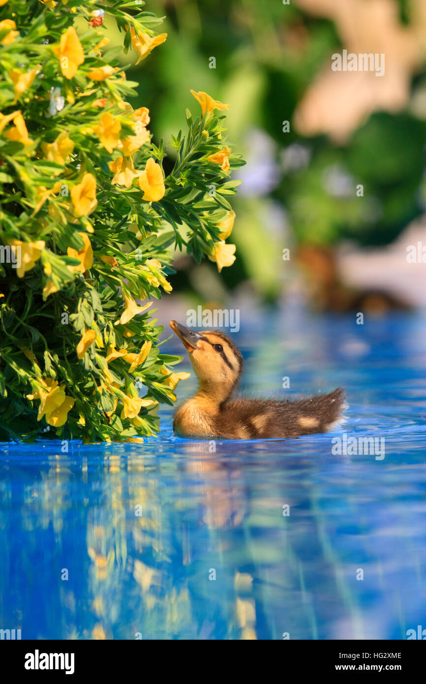 Very young fluffy mallard duck chick swimming on blue (outdoor swimming ...