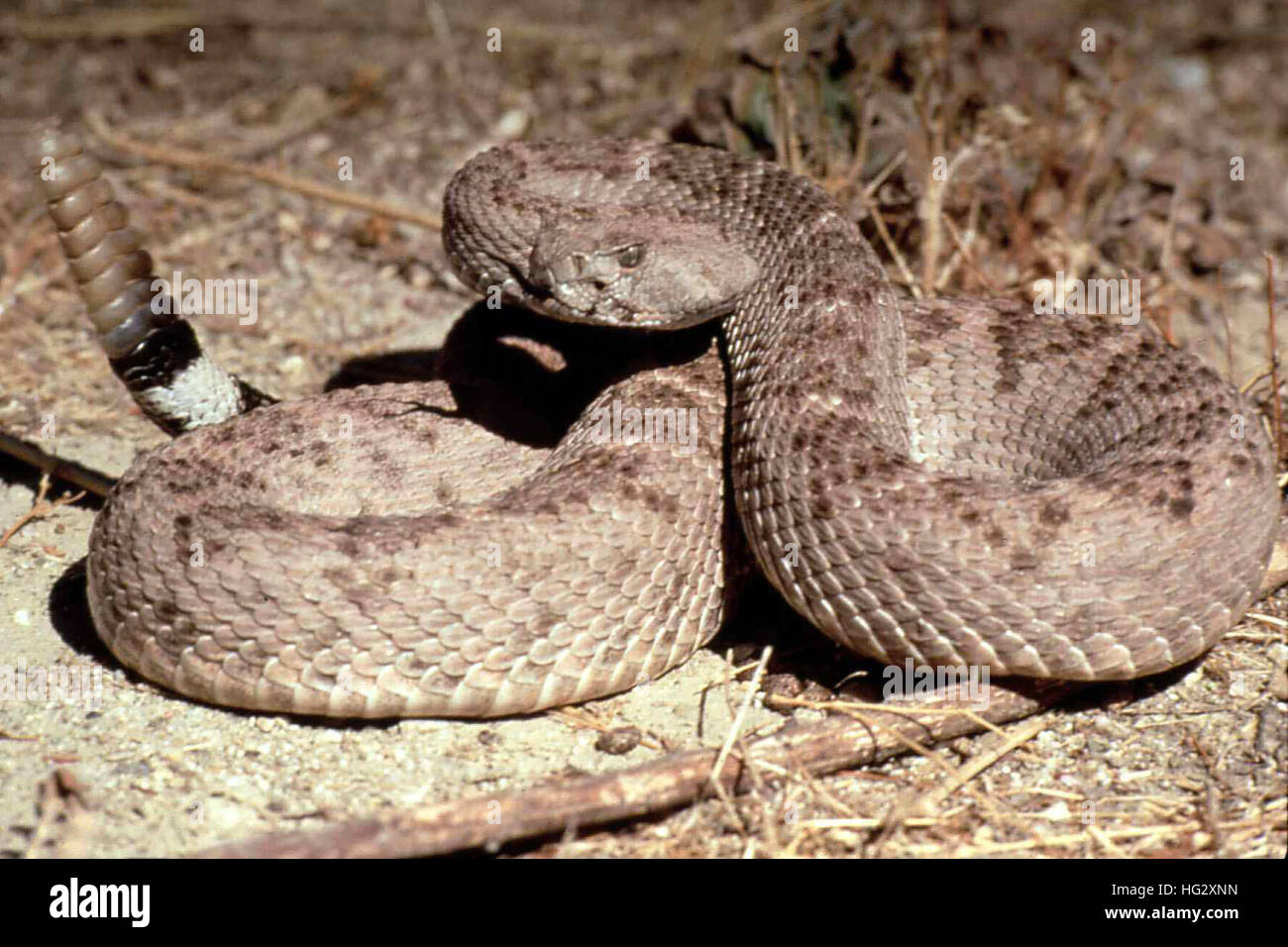 Rattled - Angriff der Klapperschlangen, TV-Movie USA 1996 Director ...