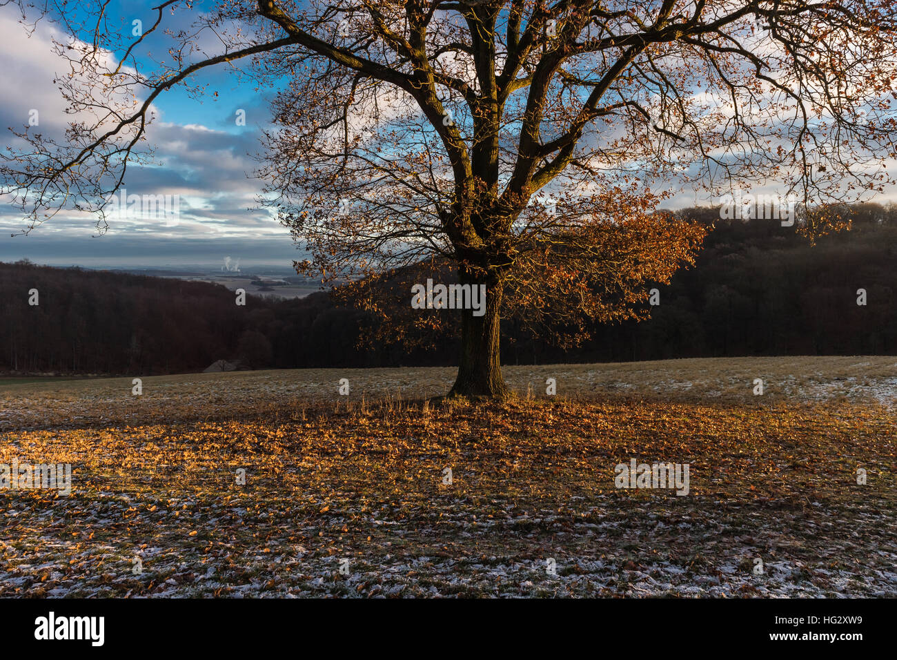 Meadow with leaves hi-res stock photography and images - Alamy