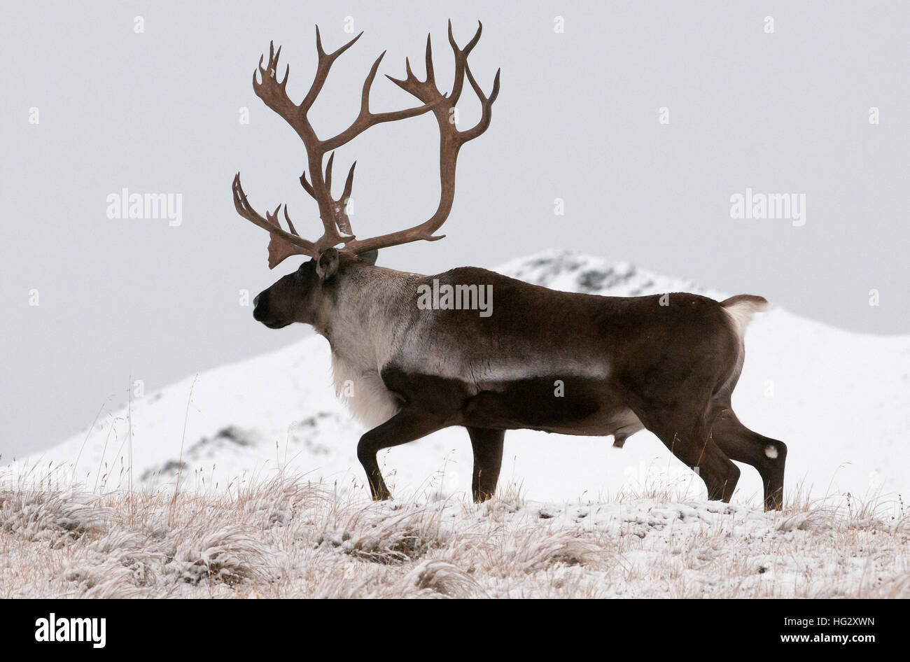 Caribou In Winter