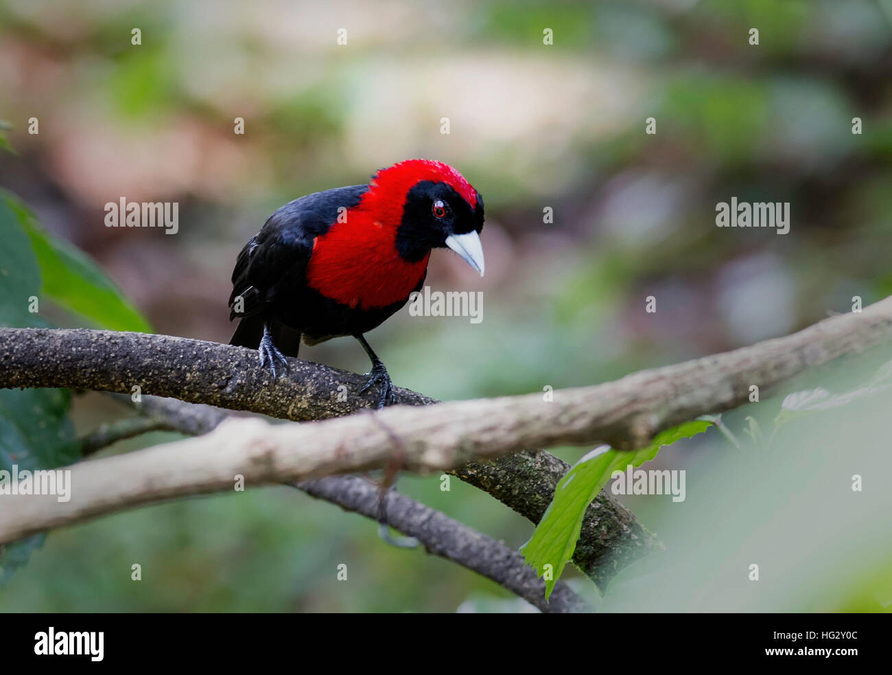 Ramphocelius sanguinolentus hi-res stock photography and images - Alamy