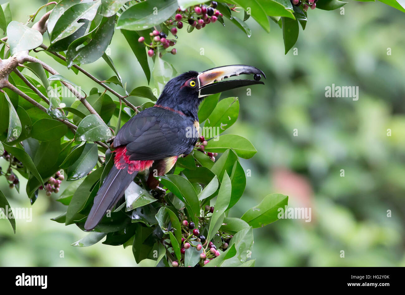 Pteroglossus torquatus hi-res stock photography and images - Alamy