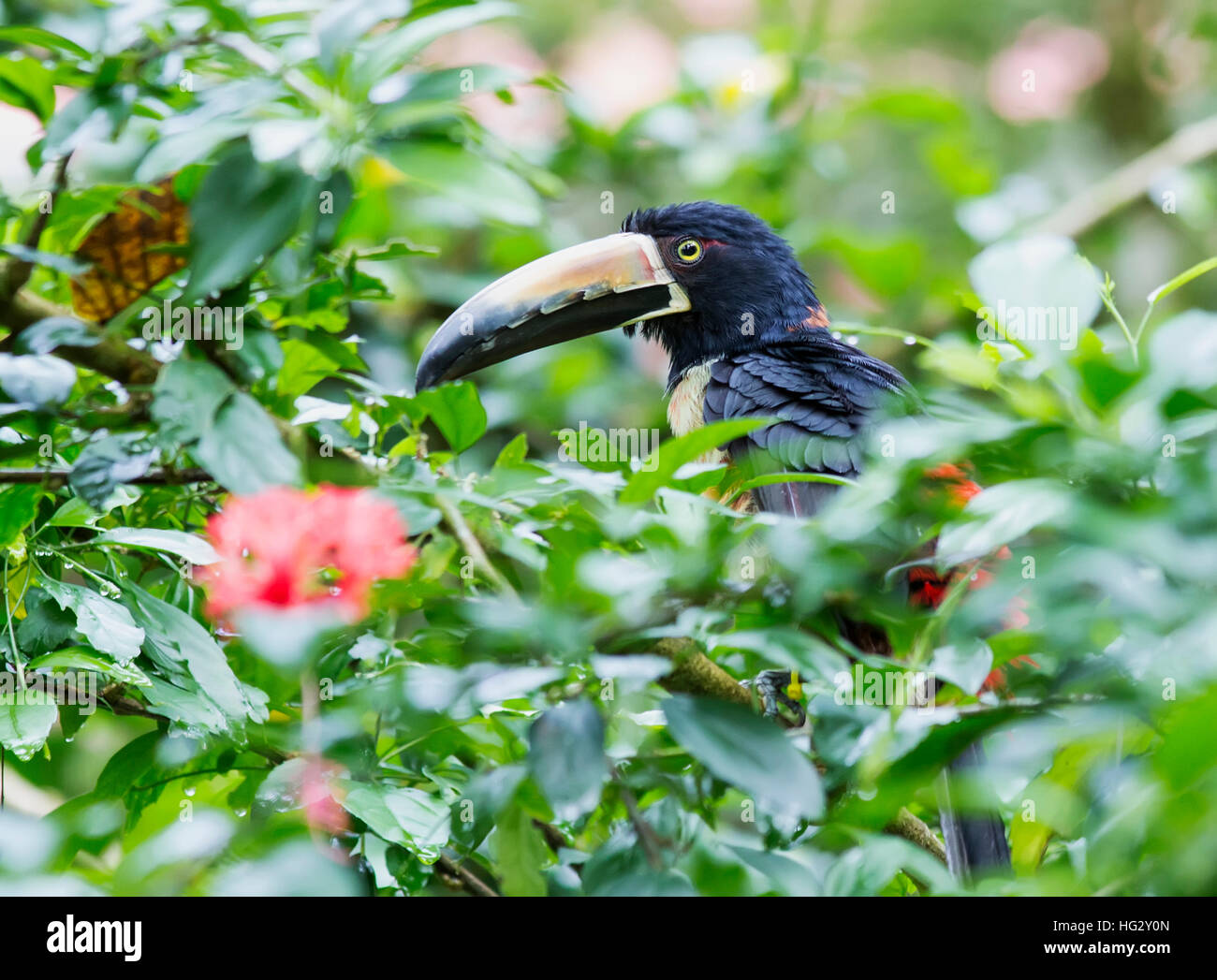 Collared Aracari (Pteroglossus torquatus Stock Photo - Alamy
