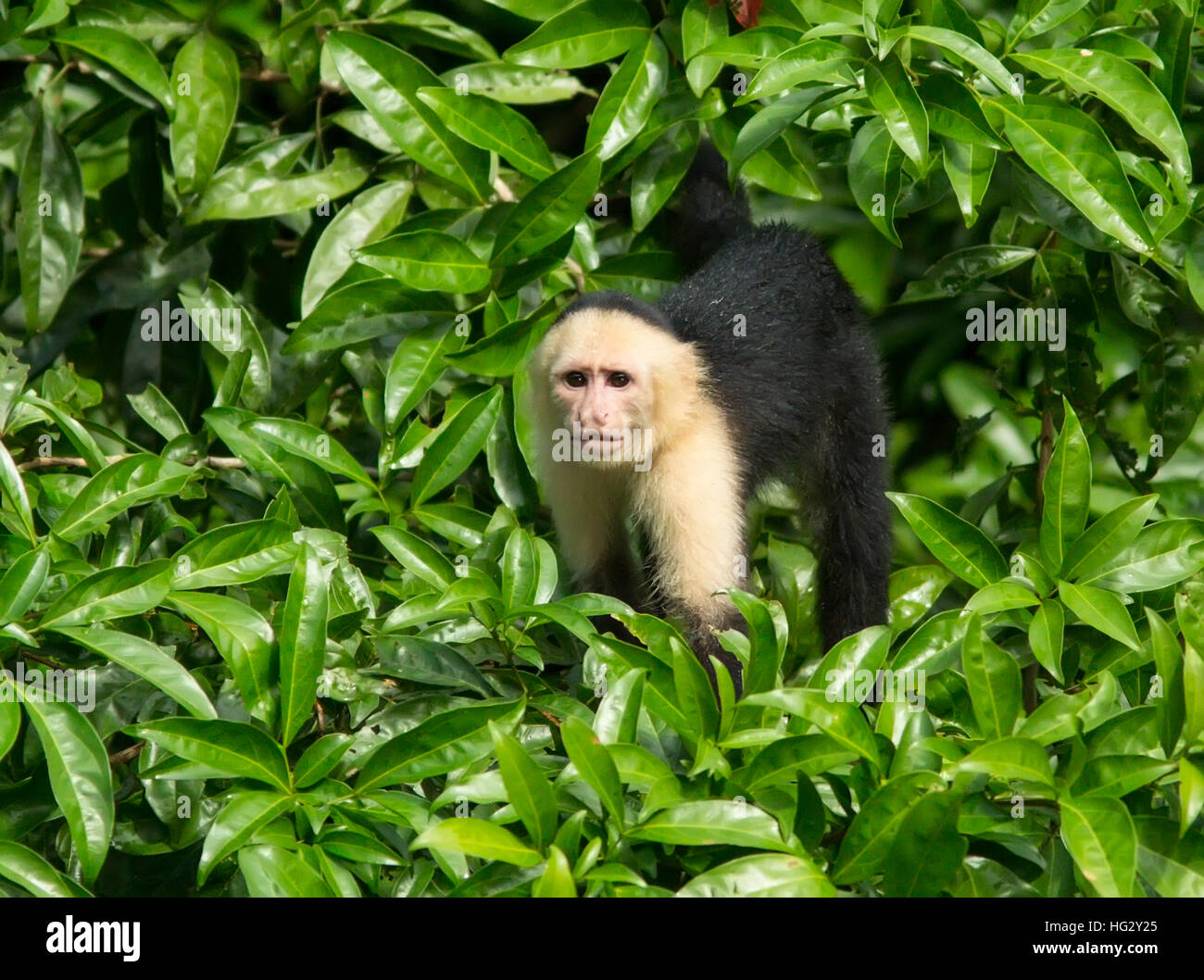 Capuchin White Faced Monkey Stock Photo - Alamy