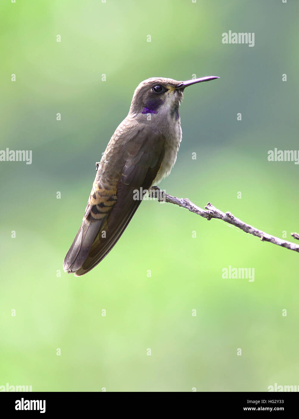 Brown Violetear Hummingbird (Colibri delphinae Stock Photo - Alamy