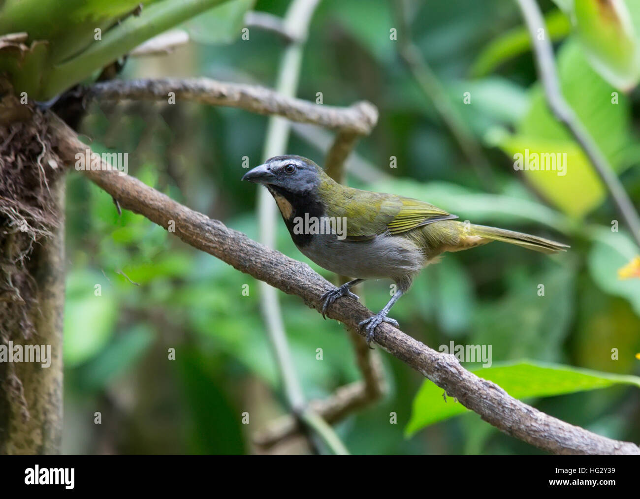Buff-throated Saltator (Saltator maximus Stock Photo - Alamy