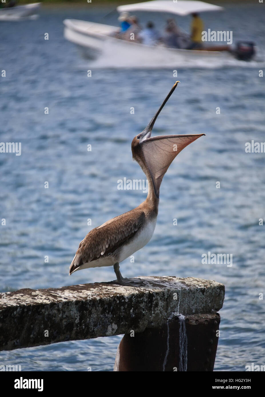 Pelican with mouth open hi-res stock photography and images - Alamy