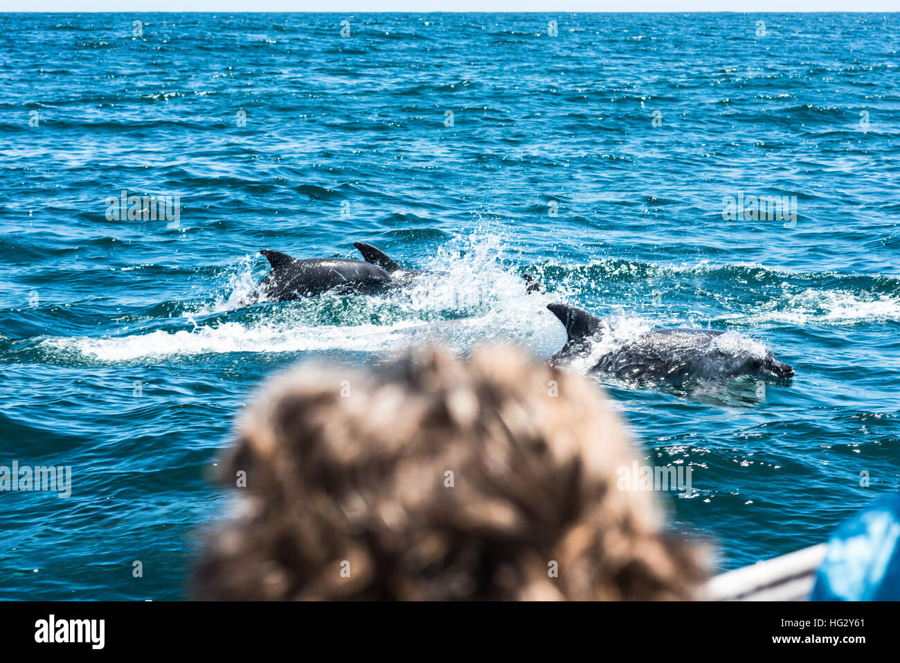Dolphin family hi-res stock photography and images - Alamy