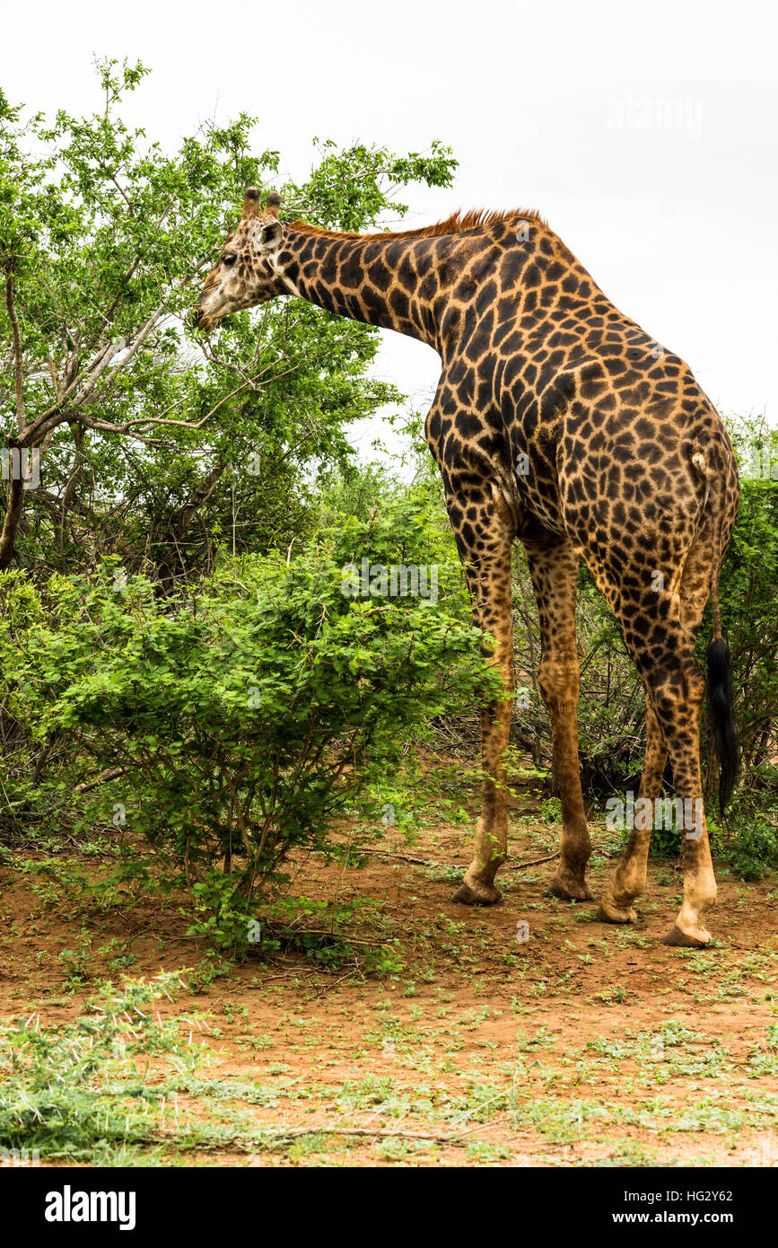 Giraffe grazing in the bush Stock Photo - Alamy