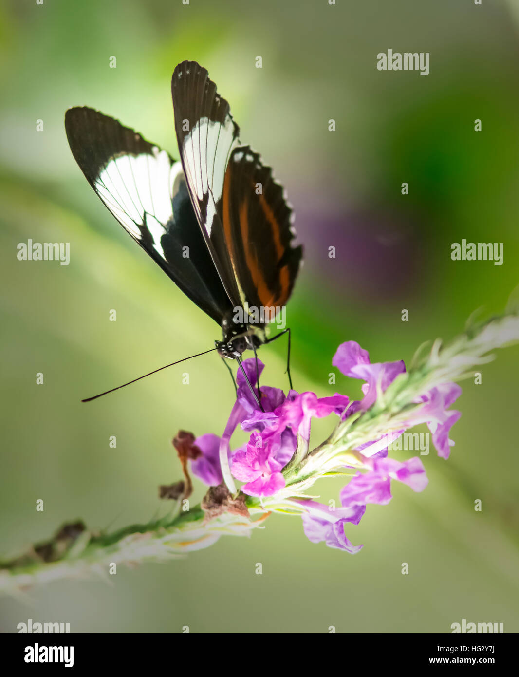 Heliconius cyndo Butterfly Stock Photo - Alamy