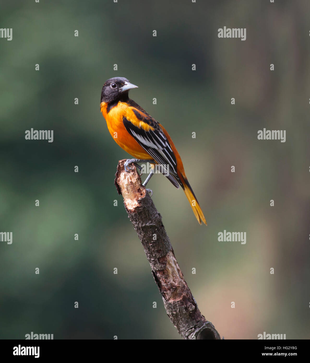 Icterus baltimore baltimore oriole hi-res stock photography and images ...