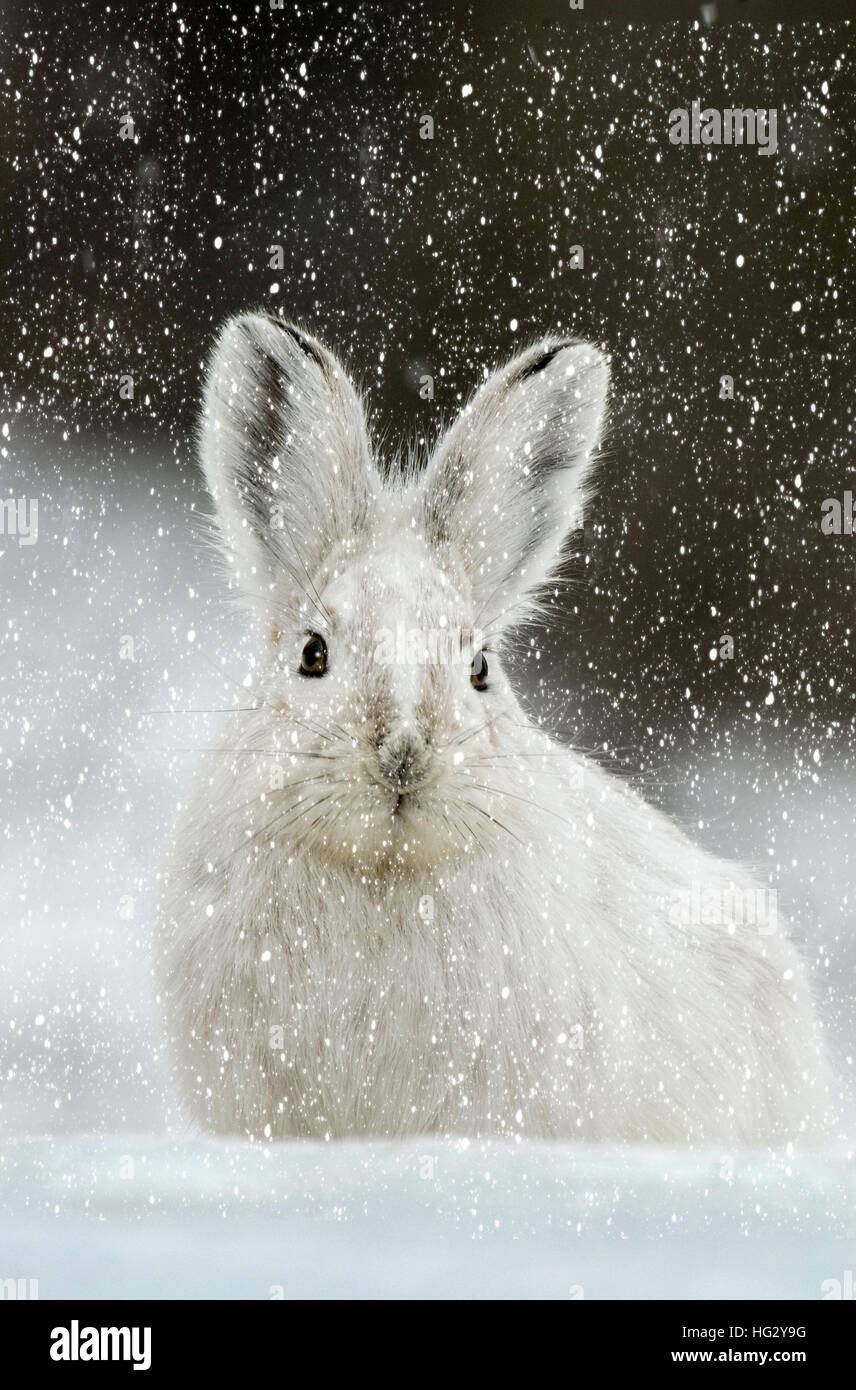 Snowshoe hare winter camouflage hi-res stock photography and images - Alamy
