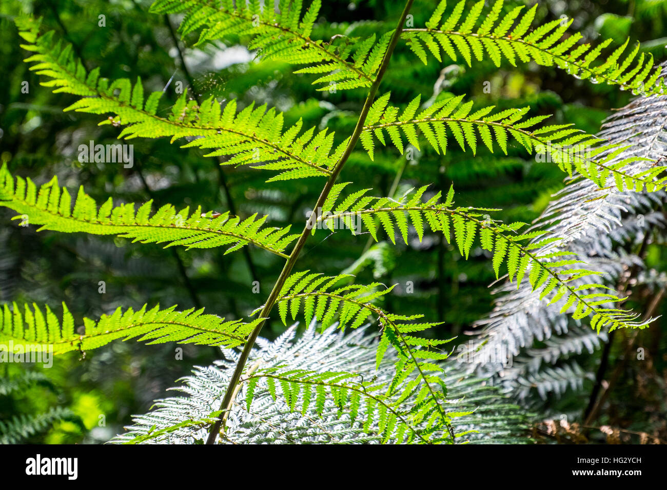 Verdant temperate rainforest hi-res stock photography and images - Alamy