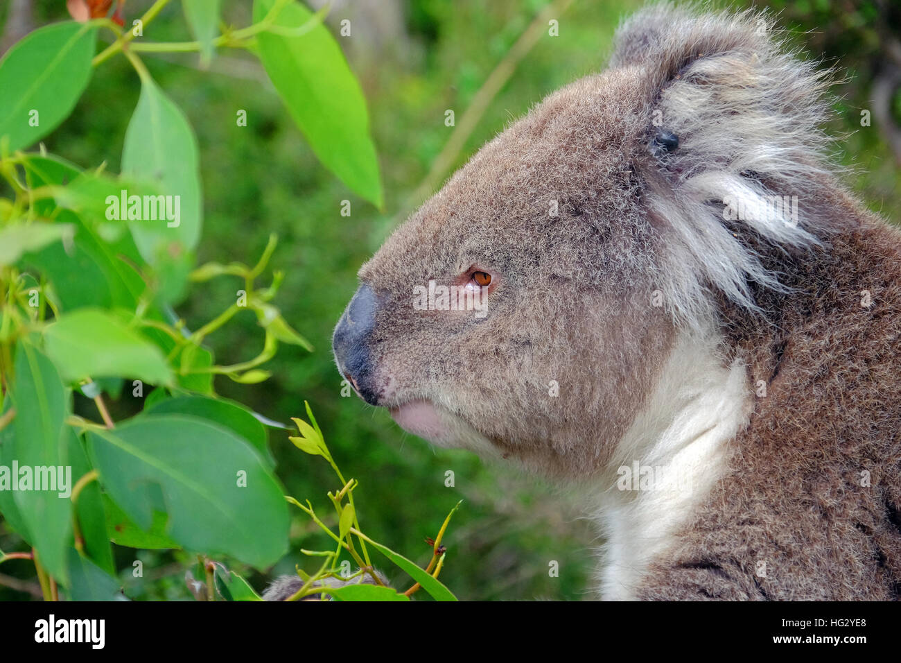 Male koala bear phascolarctos cinereus hi-res stock photography and ...