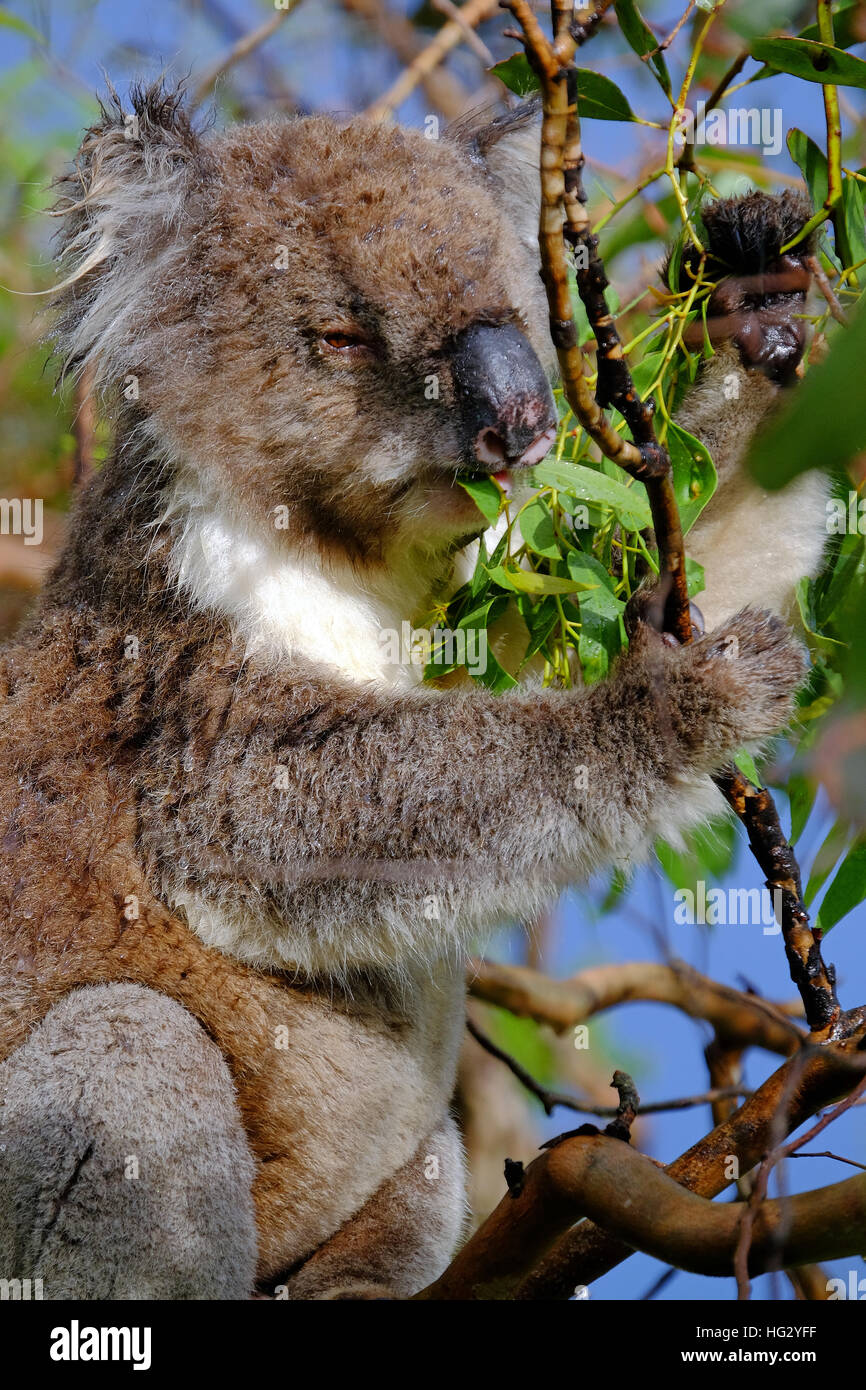 Koala male hi-res stock photography and images - Alamy