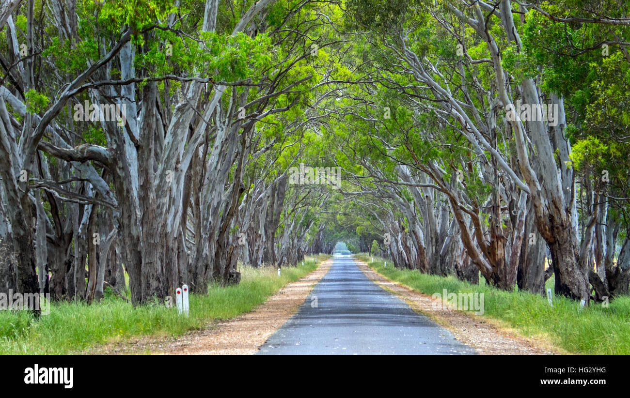 A tree lined road hi-res stock photography and images - Alamy