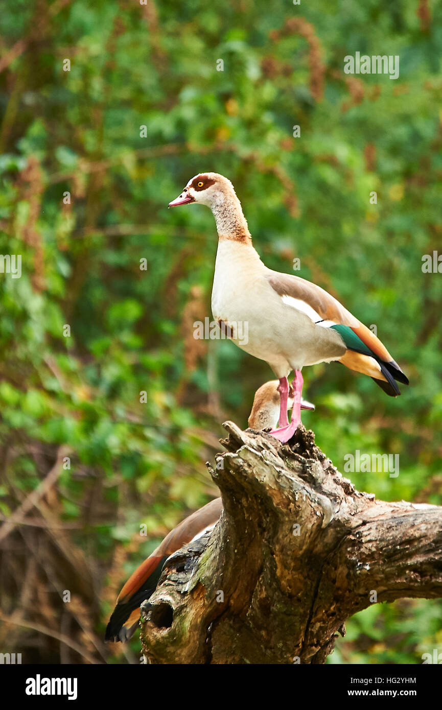 Egyptian Goose standing on a tree stump Stock Photo - Alamy