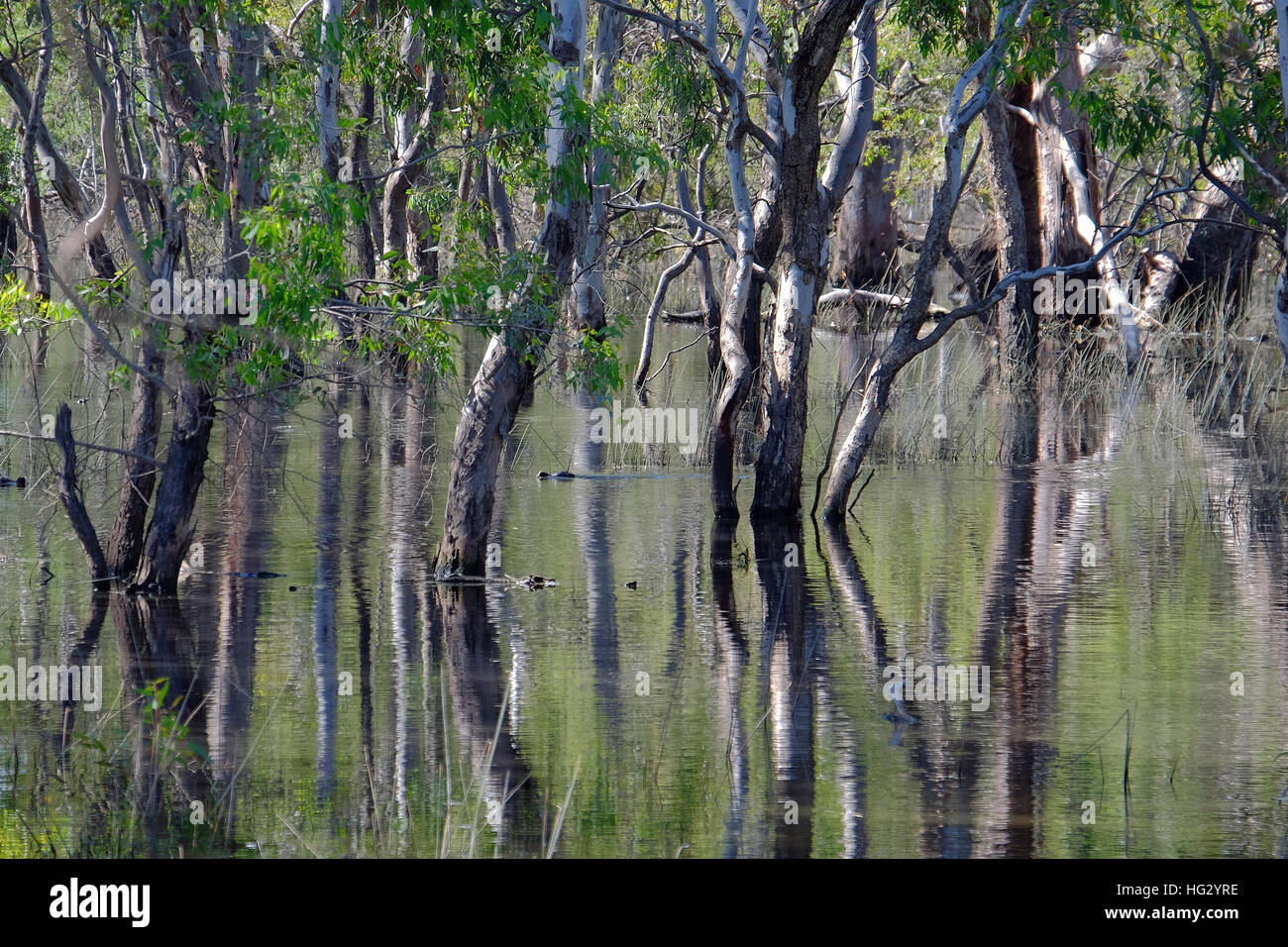Swamp trees hi-res stock photography and images - Alamy