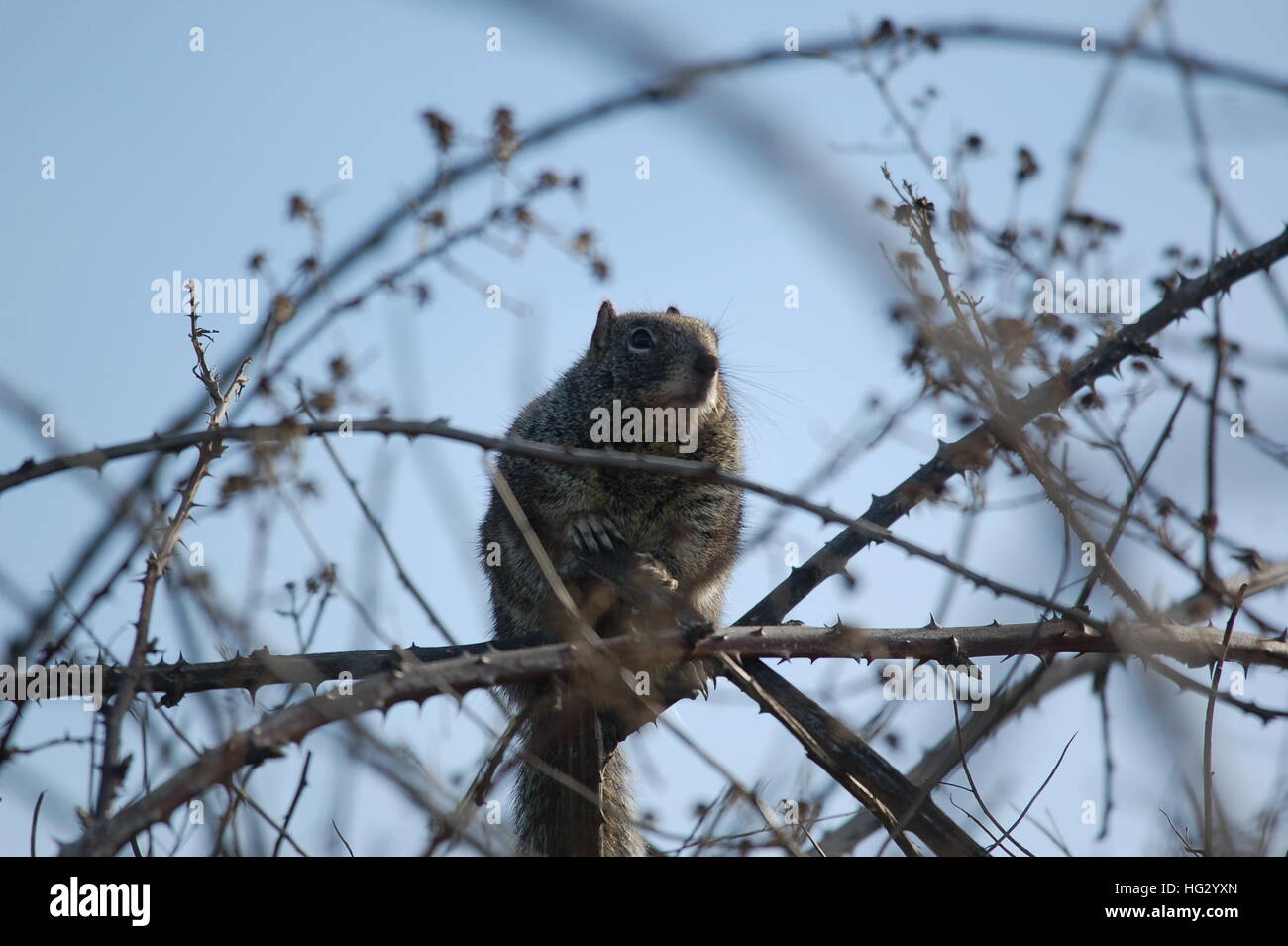 Squirrel hides hi-res stock photography and images - Alamy