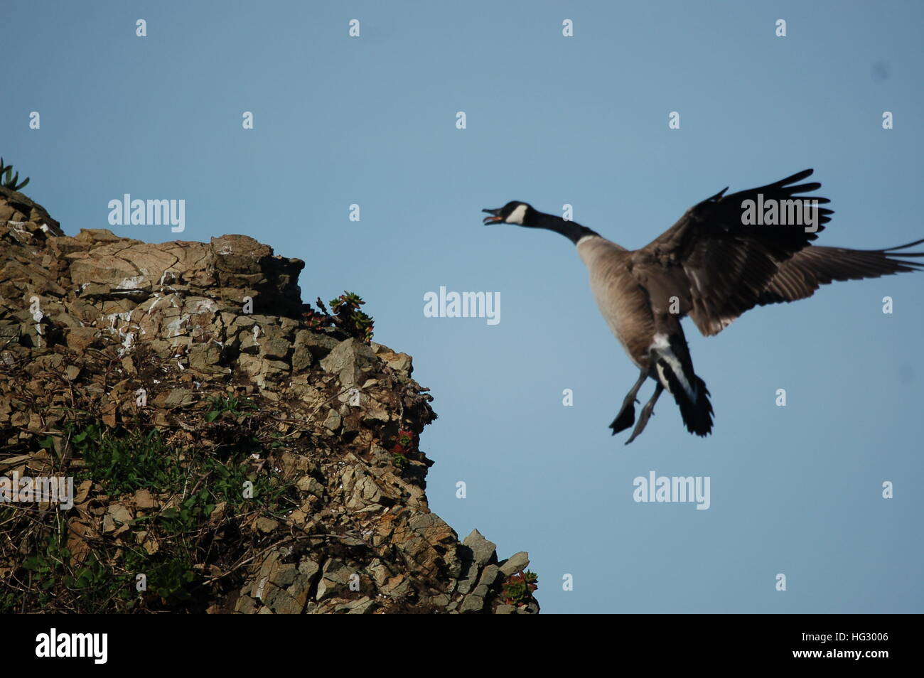Canada goose fighting hi-res stock photography and images - Alamy