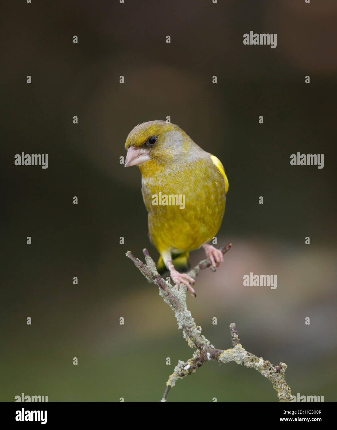 Carduelis carduelis england hi-res stock photography and images - Alamy