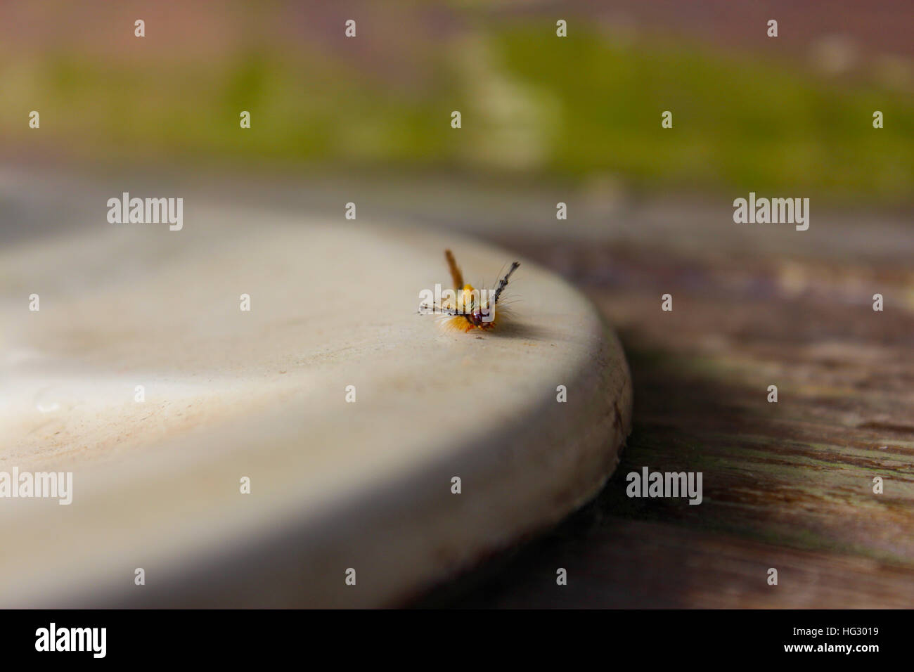 Bug basin hi-res stock photography and images - Alamy