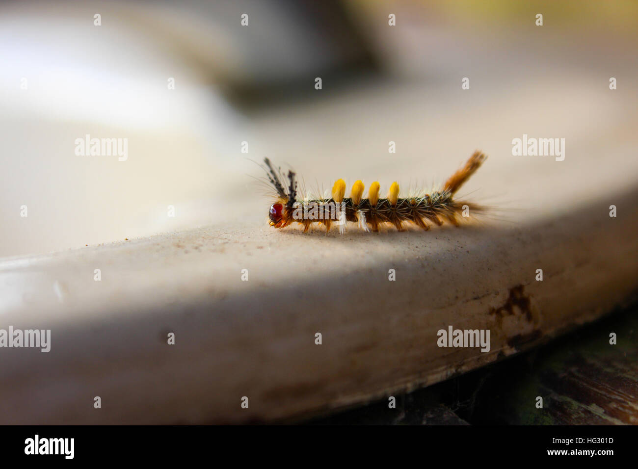 Bug basin hi-res stock photography and images - Alamy