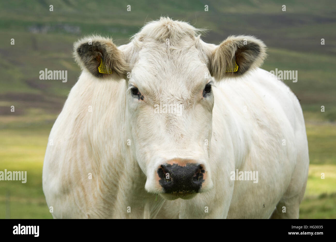 Head and shoulders of a white beef cow on upland pasture, North ...