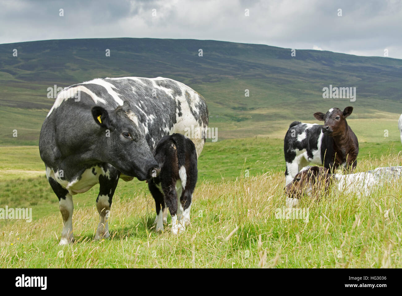 Blue and cow hi-res stock photography and images - Alamy