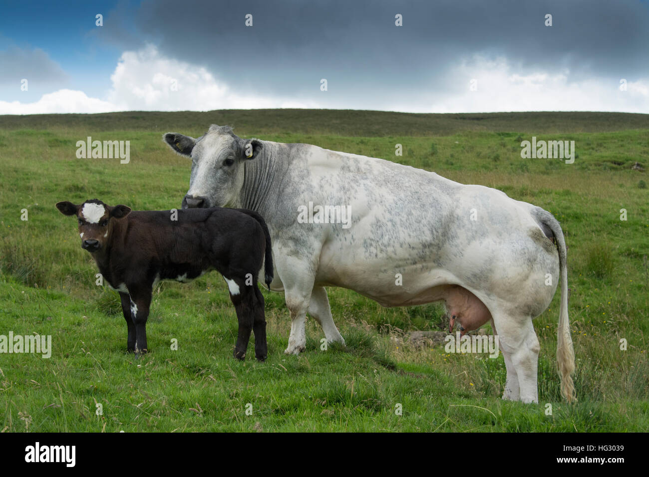 Pedigree British Blue cow and calf in upland pasture in the Yorkshire ...