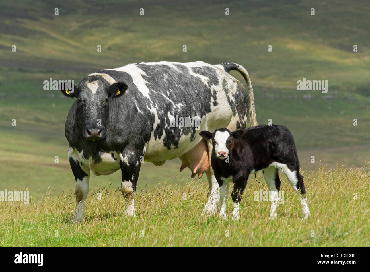 Blue cow hi-res stock photography and images - Alamy
