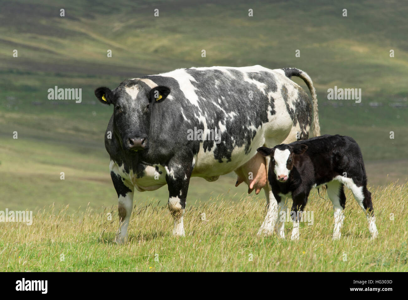 British beef cow hi-res stock photography and images - Alamy