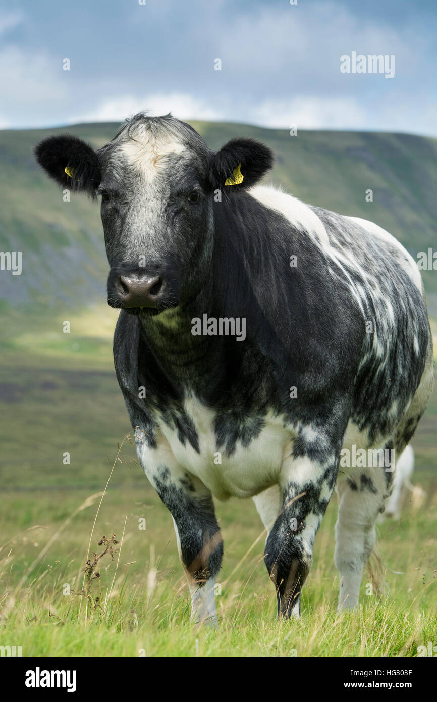 Herd of Pedigree British Blue cattle on upland pasture in North ...