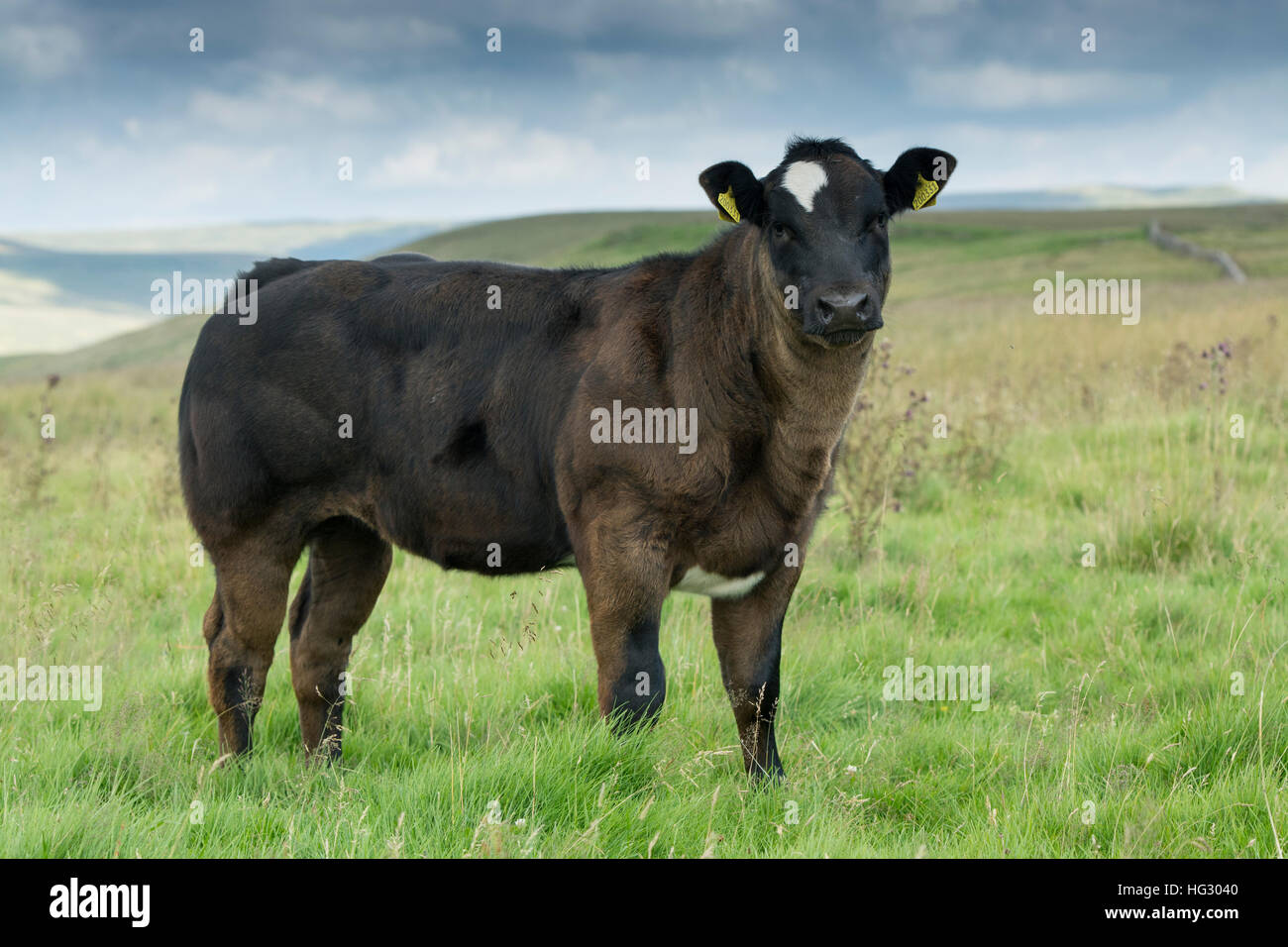 Beef cattle on upland pasture, Yorkshire Dales, UK Stock Photo - Alamy