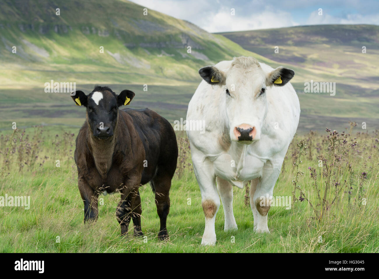 Upland animals hi-res stock photography and images - Alamy