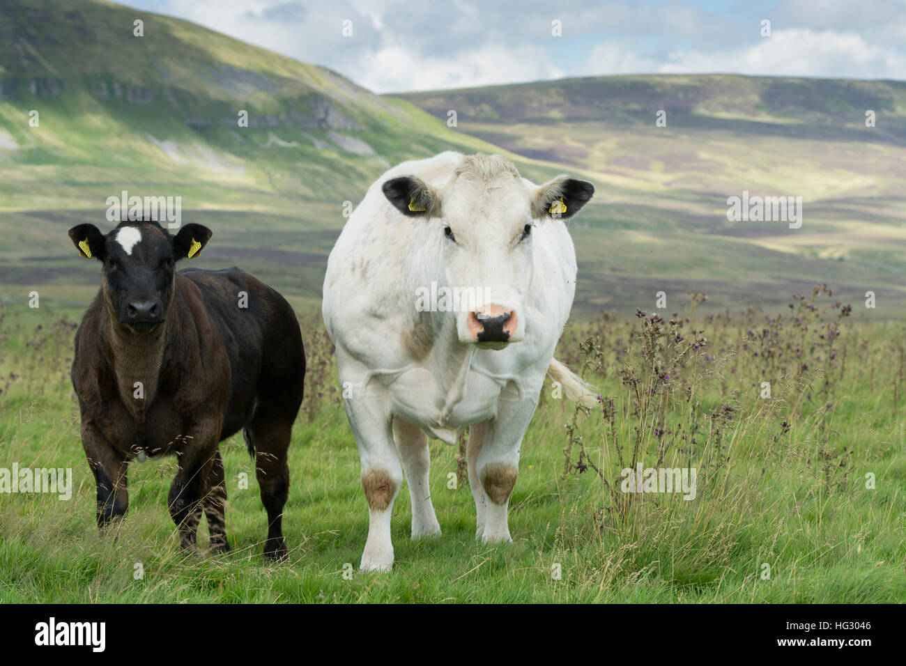 Upland animals hi-res stock photography and images - Alamy