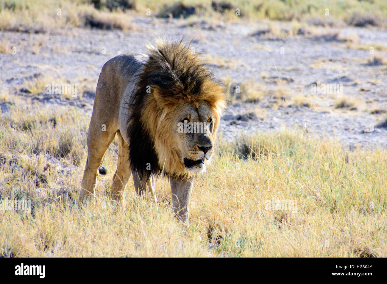 magnificent male lion approaching Stock Photo - Alamy