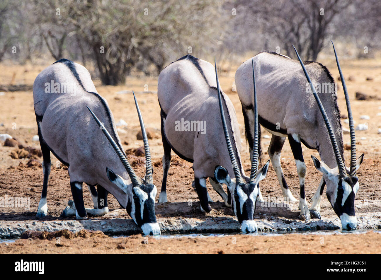 Gemsbok drinking at a waterhole Stock Photo - Alamy